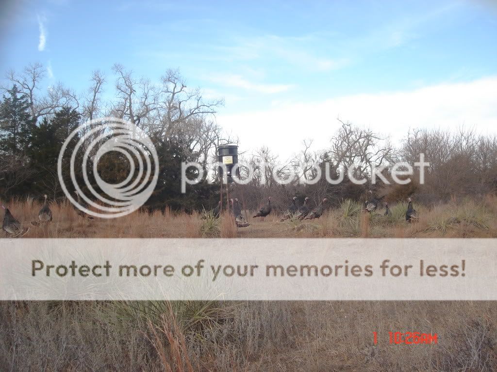 ks tree rats | Archery Talk Forum